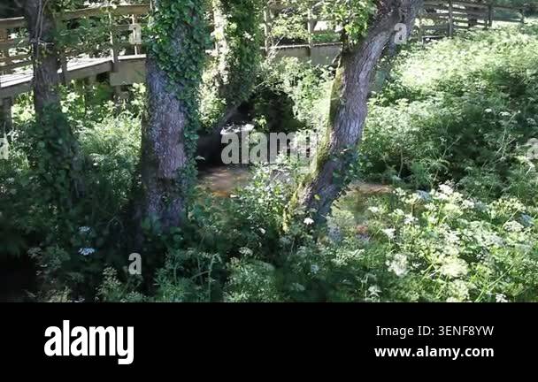 A scenic view of a small river flowing through a lush green forest on a ...