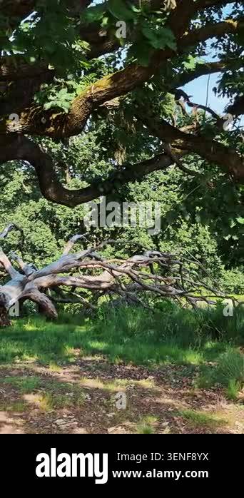 Dry fallen oak with gnarled branches lying on ground surrounded by lush ...