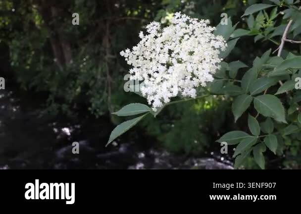 A close-up shot of a white elderflower (Sambucus nigra) bush by a ...