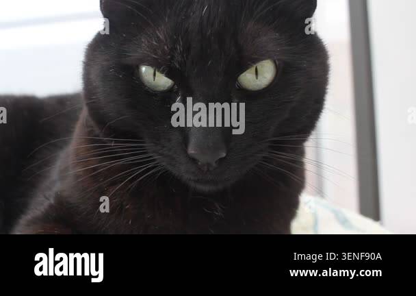 Extreme close up of a black shorthair cat sitting indoors with an ...