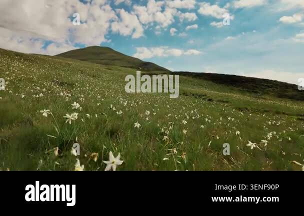 Expansive high-altitude meadow with white narcissus flowers stretching ...