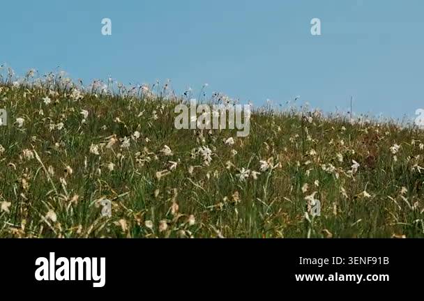 Expansive alpine plateau carpeted with dense white narcissus blooms ...