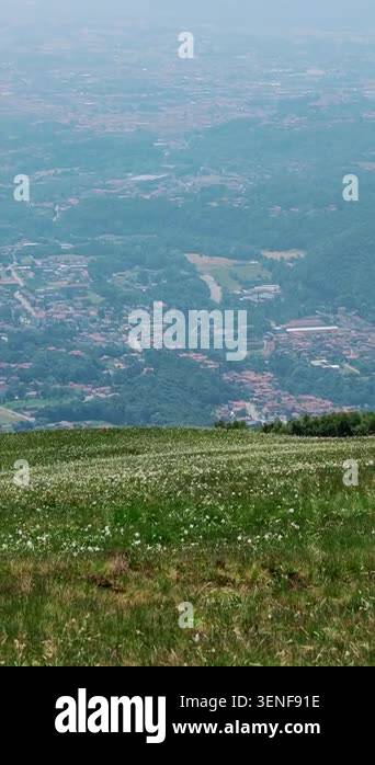 High-altitude alpine meadow covered with white narcissus blooms ...