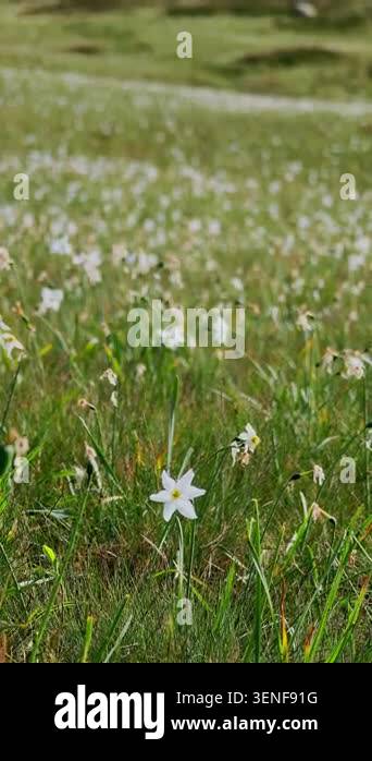 Detailed macro shot of one white narcissus bloom with yellow center ...