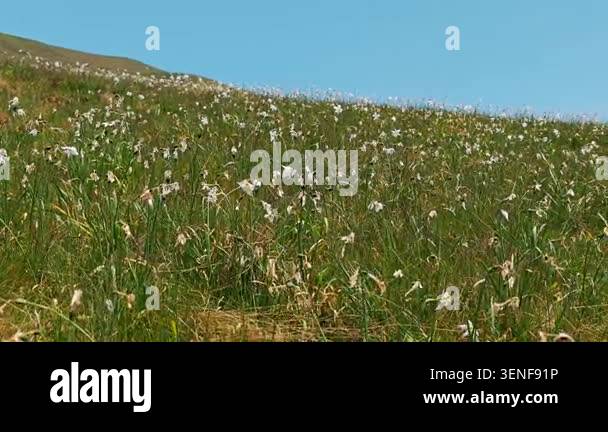 Green alpine slope covered with white narcissus wildflowers under ...