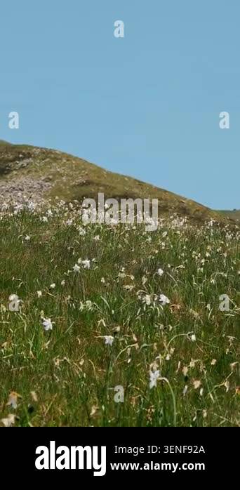Vertical composition of lush alpine meadow with white narcissus ...