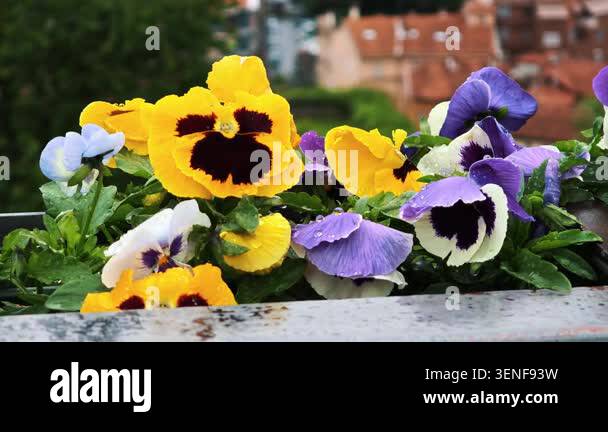 Colorful arrangement of yellow and violet pansies with glistening water ...
