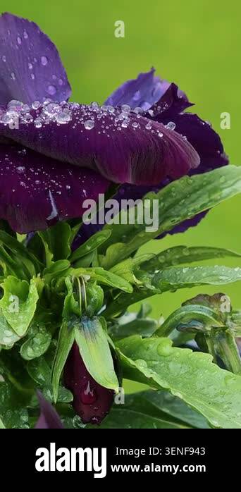 Vivid purple pansy bloom with distinctive dark center surrounded by ...