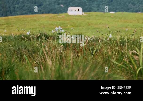Vertical composition of white camper van on green alpine meadow with ...