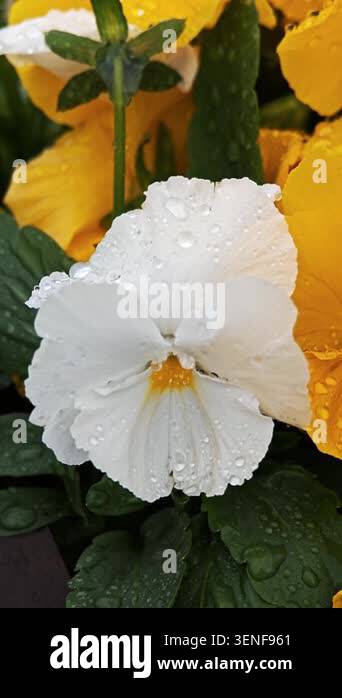 Bright yellow pansies with classic dark markings covered with ...