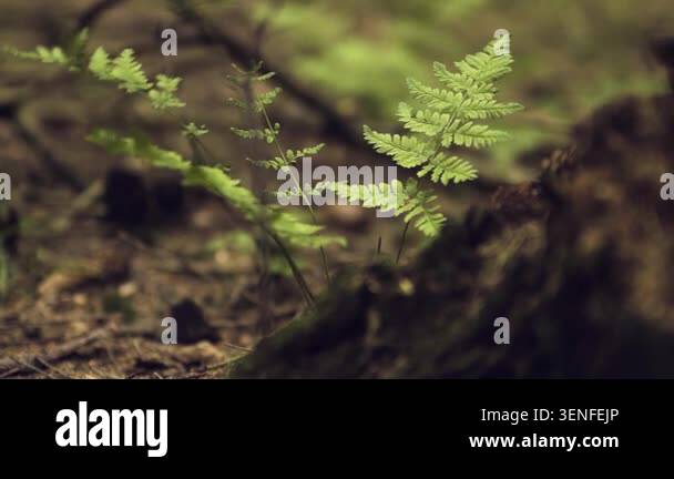 Small green fern fronds emerge from the forest floor in a shaded ...