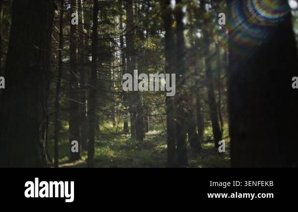 Tall trees rise through a shaded forest interior as soft sunlight ...