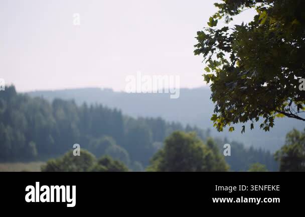 Soft daylight over layered wooded hills with leafy branches in the ...