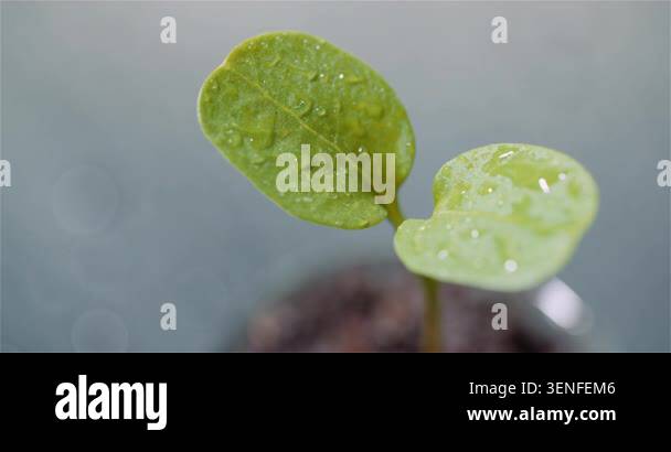 Close-up of two young green leaves covered with water droplets ...