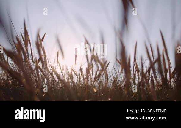 Tall grass and seed heads move in a gentle breeze across an open field ...