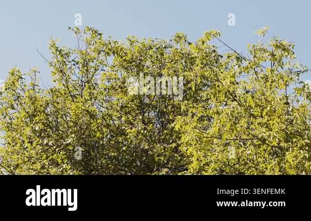 Dense green foliage fills the upper frame beneath a bright blue sky ...