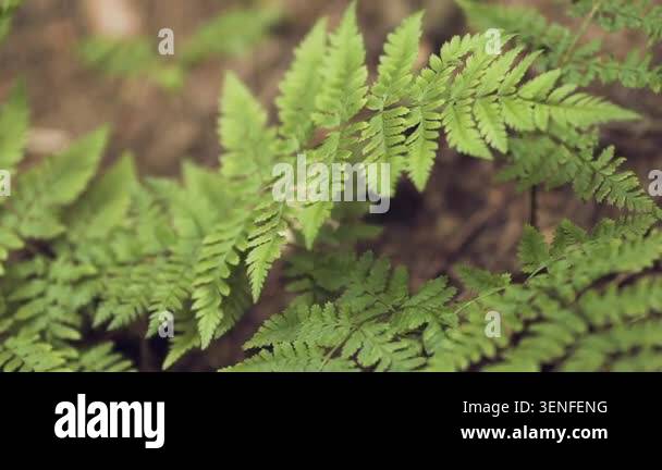 Close-up of lush green fern fronds filling the frame with delicate ...