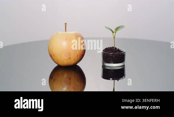 A ripe red apple stands beside a small green seedling in a dark ...