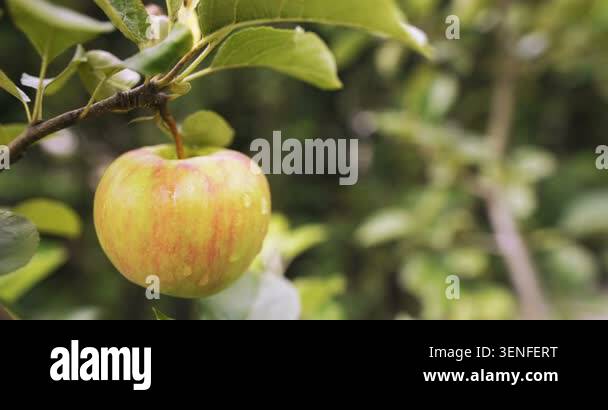 Close-up of a ripe yellow and red apple hanging from a leafy branch in ...