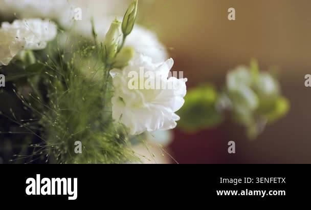 Delicate white flowers and green foliage fill the frame in a soft close ...