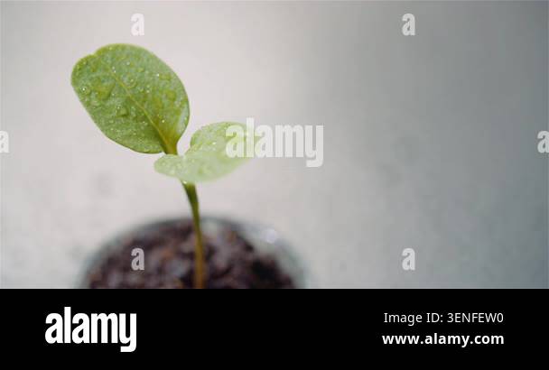 Close-up of a small green seedling emerging from dark soil, with fresh ...