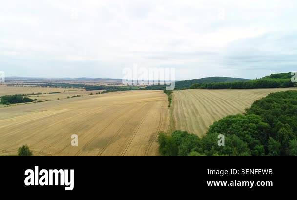 High aerial view of golden agricultural fields bordered by dense green ...