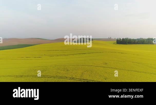 Wide rural landscape showing expansive yellow flowering crops on gently ...