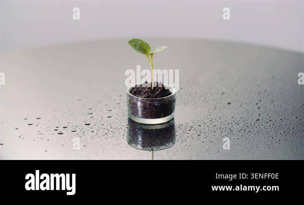 A young green sprout with a few leaves grows in a clear glass cup ...
