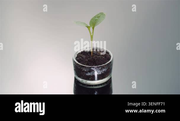 A small green seedling grows from dark soil in a clear glass container ...