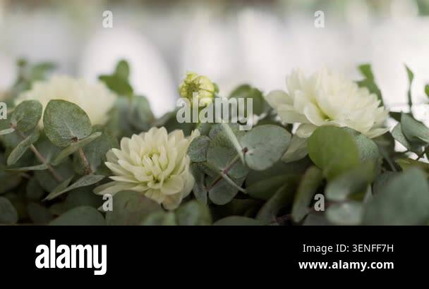 Close-up of white blossoms surrounded by fresh green leaves, lit by ...