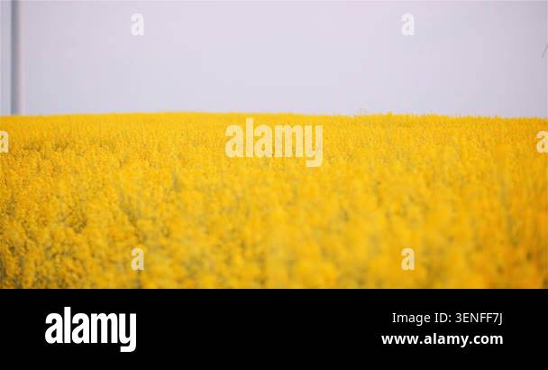 Dense yellow blossoms cover a broad rural field under gentle daylight ...