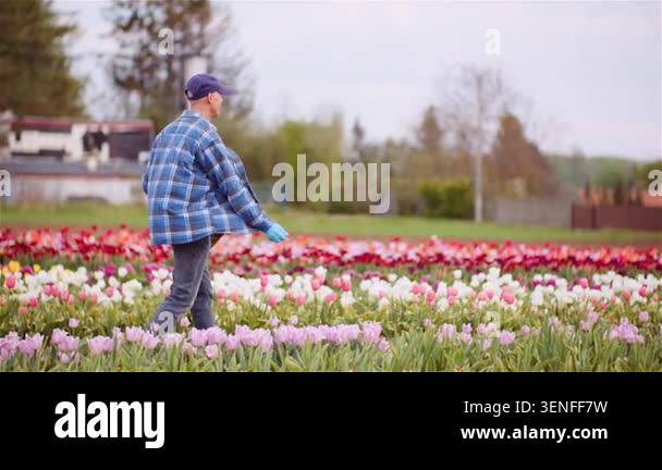 A man in a blue plaid shirt and cap walks between colorful rows of ...