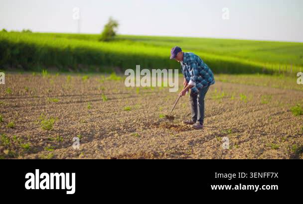 A farmer bends over and works dry soil with a hoe in an open ...