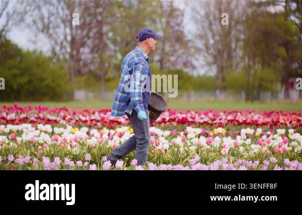 Adult man in a cap and plaid shirt walks between rows of blooming ...