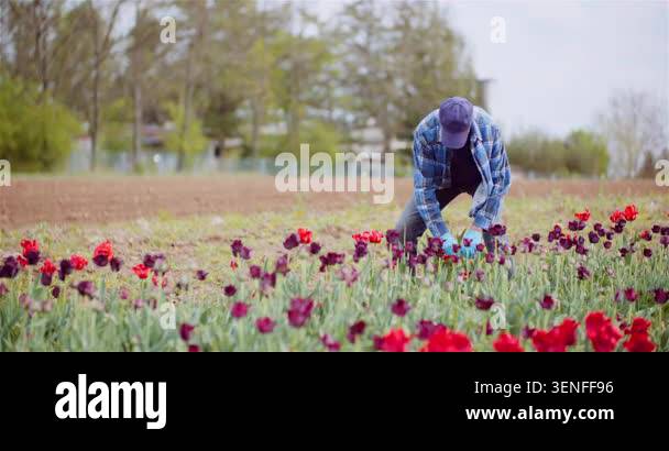 A person kneels among rows of red, pink, and purple flowers in a bright ...
