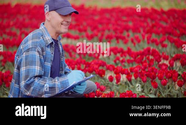 Smiling man in a cap and plaid shirt sits among rows of red tulips ...