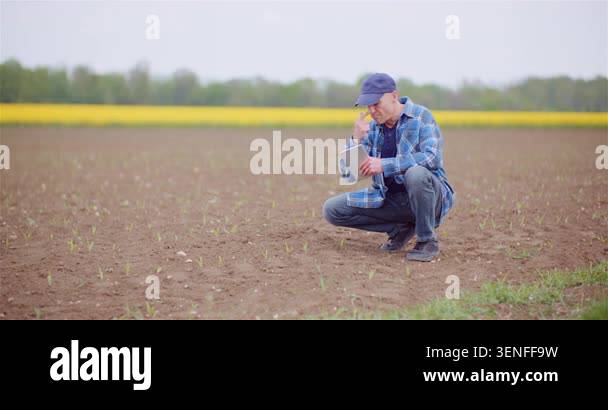 A man kneels in a cultivated field and examines a small plant by hand ...