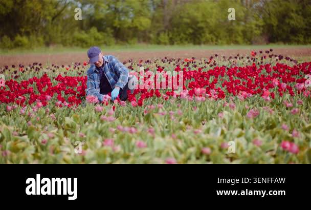 A man in a blue cap and plaid shirt sits among rows of red and pink ...
