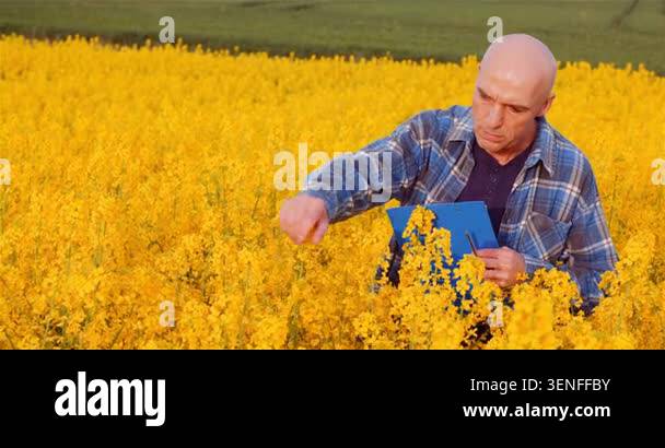 Bald man in a plaid shirt examines yellow blooming plants in an open ...