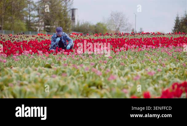 A man sits low among dense rows of red and pink flowers in a rural ...