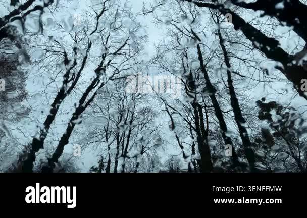 Winter rain forest, Drops on glass, beautiful background, raindrops ...