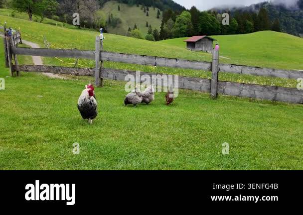 A close-up view focusing on a small flock of chickens positioned in the ...