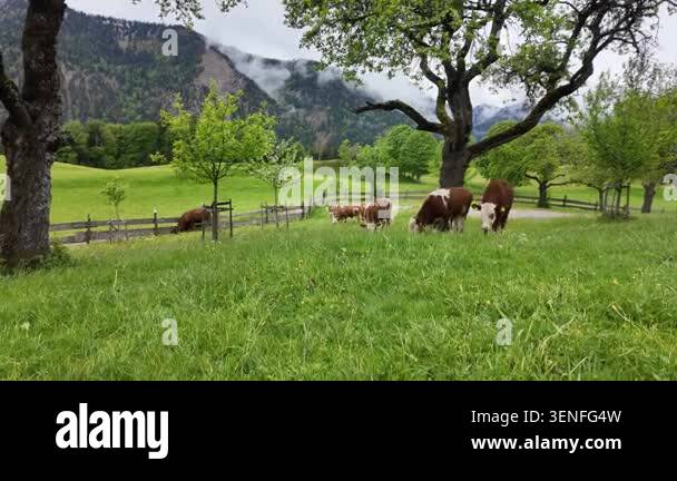 Scenic wide shot of brown dairy cows grazing on a lush green meadow ...