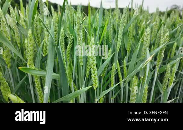 Close-up footage of green wheat ears swaying in the field during the ...