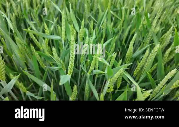 Healthy green wheat plants growing densely across an agricultural field ...