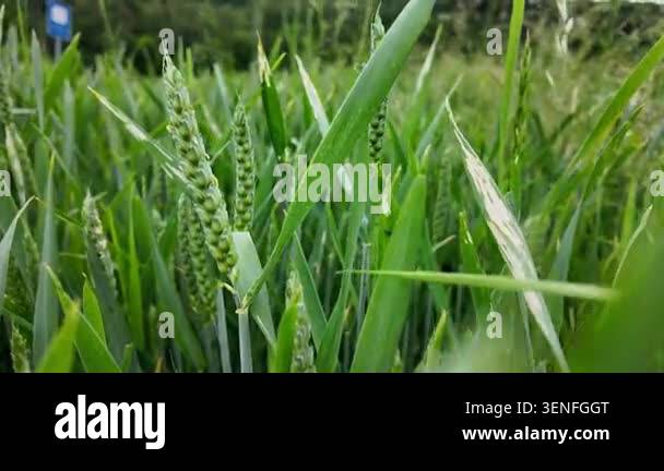 Green Wheat Spikes Swaying in Farm Field. Beautiful natural background ...