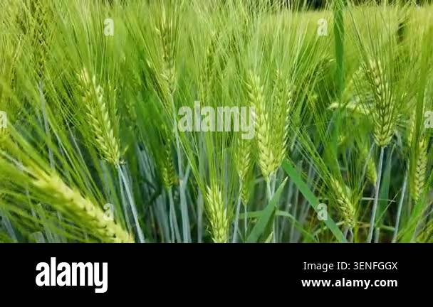 Fresh green barley ears illuminated by sunlight in a cultivated field ...