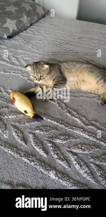 Scottish fold kitten, kitten playing with toy fish. Pet domestic kitten ...