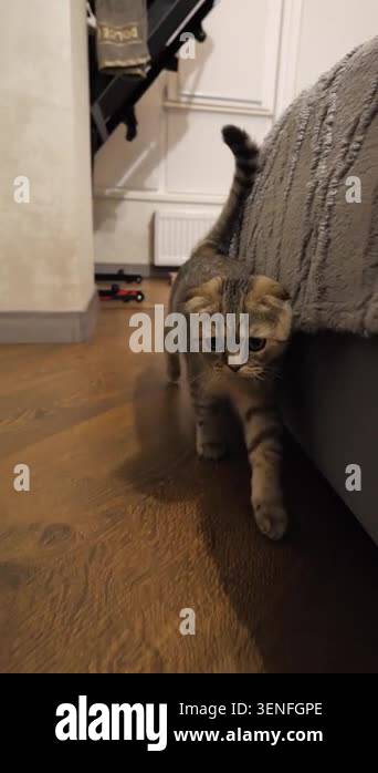 Scottish fold cat plays in slow motion, a domestic purebred cat in the ...