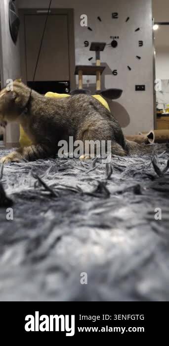 A purebred Scottish fold cat plays with a toy mouse. Pet domestic ...